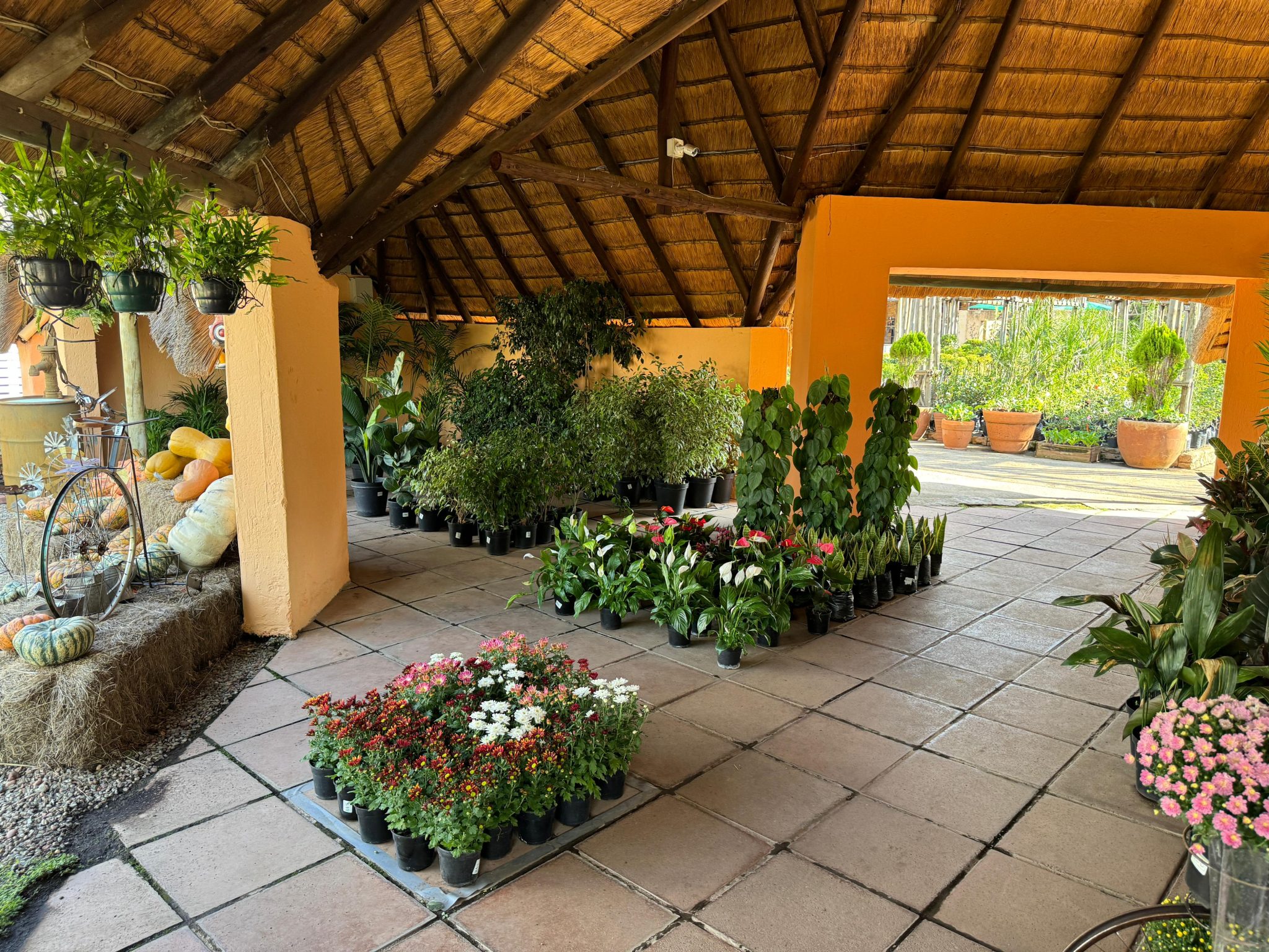 Indoor Plants - Goodies For Gardens