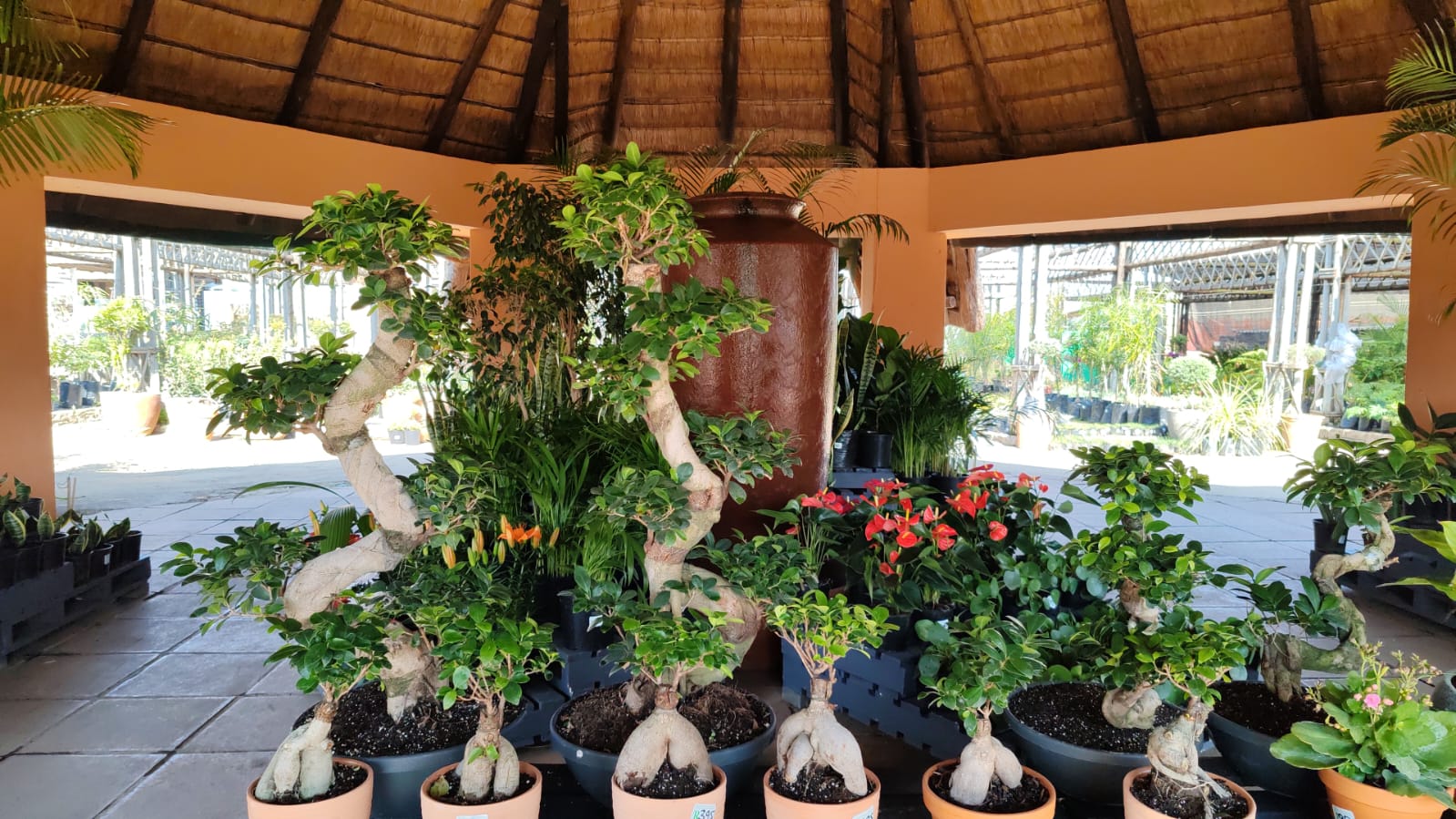 Indoor Plants - Goodies For Gardens