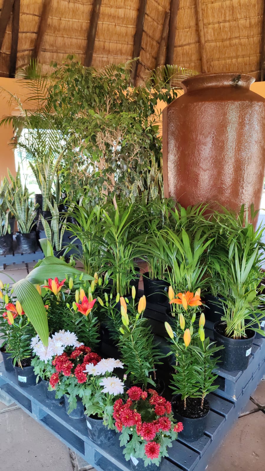 Indoor Plants - Goodies For Gardens