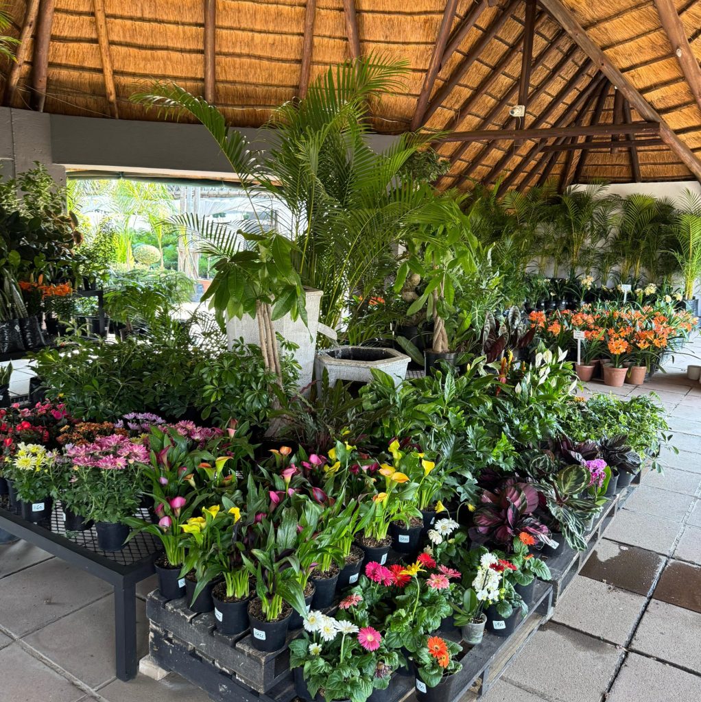 Indoor Plants - Goodies For Gardens