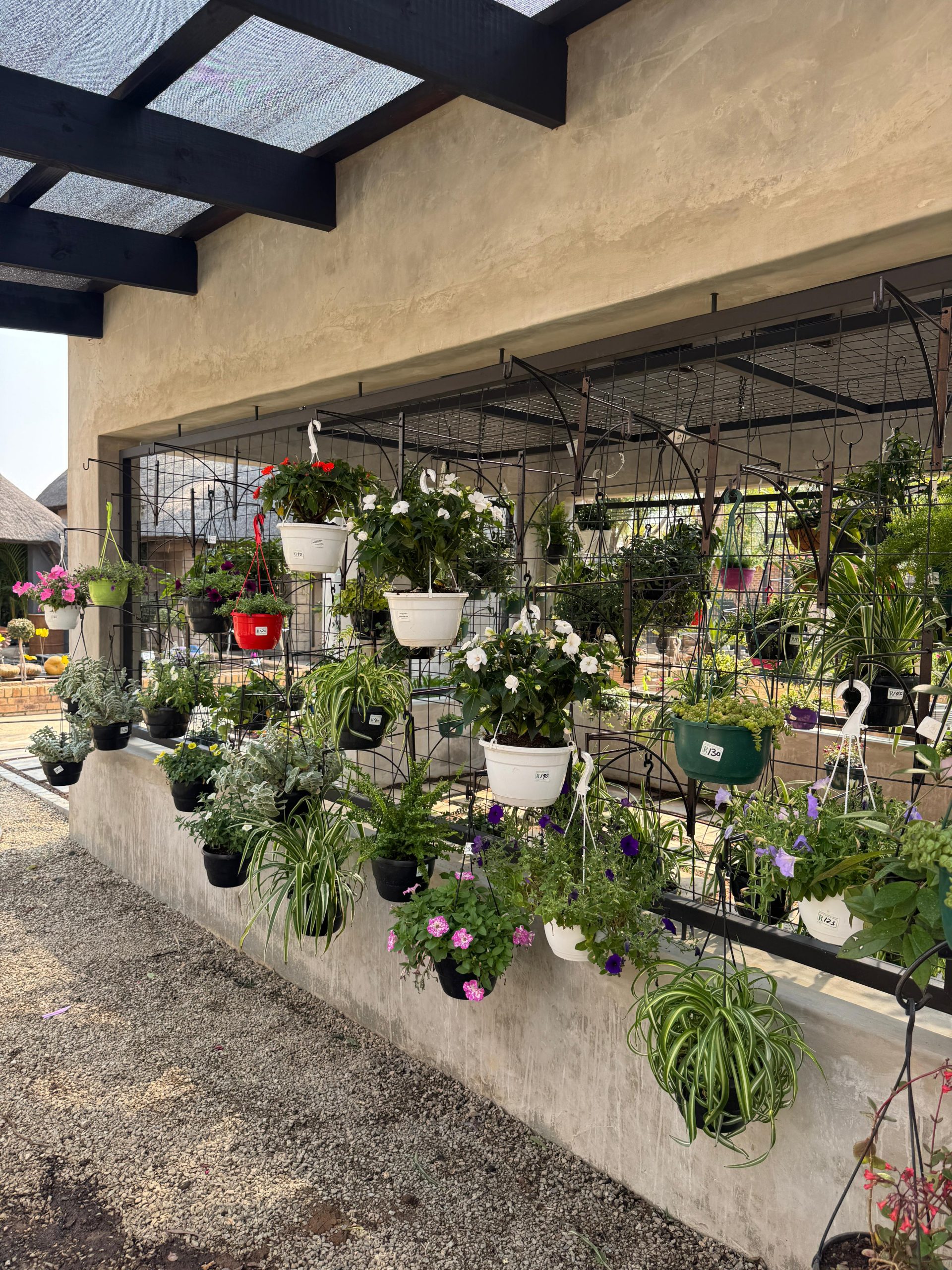 Outdoor Plants - Goodies For Gardens