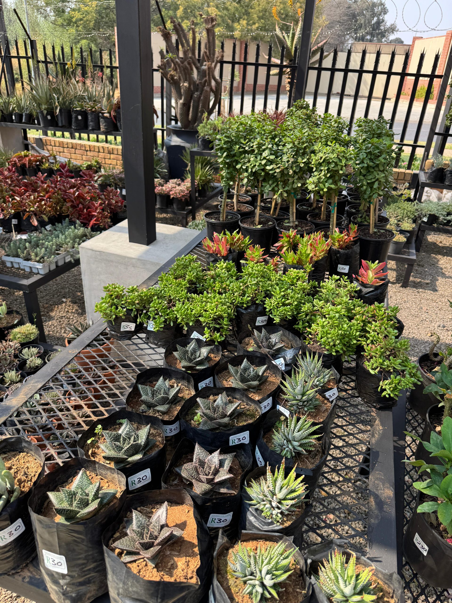 Outdoor Plants - Goodies For Gardens